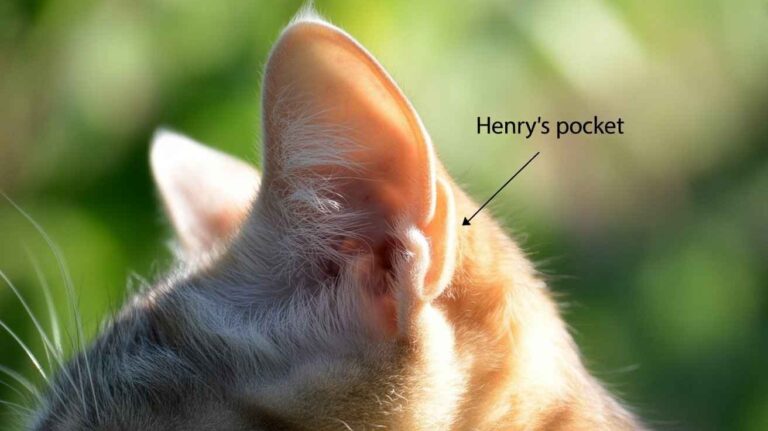 Why Do Cats Have Pointy Ears? Top 5 Reasons