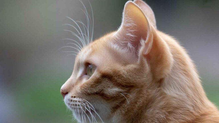 Why Do Cats Have Pointy Ears? Top 5 Reasons