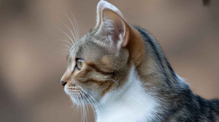 7 Heartwarming Reasons Why Are Cats Low Maintenance?